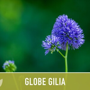 Globe Gilia Flower Seeds - Thimble Flower, Heirloom, Native Wildflower ...
