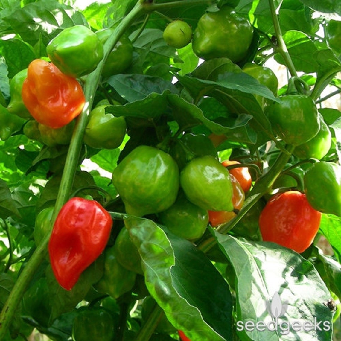 Caribbean Red Habanero Pepper Heirloom Seeds | Etsy