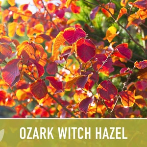 Ozark Witch Hazel Seeds Heirloom Seeds Hamamelis Vernalis - Etsy