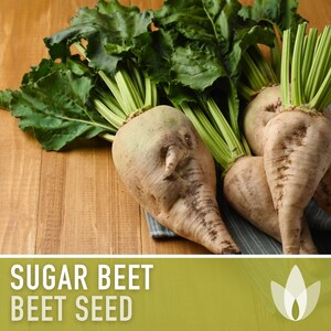 Sugar Beet Seeds - Heirloom Seeds, Natural Sugar Source, Leafy Greens ...