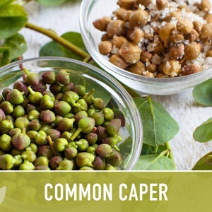 Caper Seeds - Heirloom Seeds, Caper Bush Seeds, Medicinal & Culinary Herb, Capparis Spinosa ...