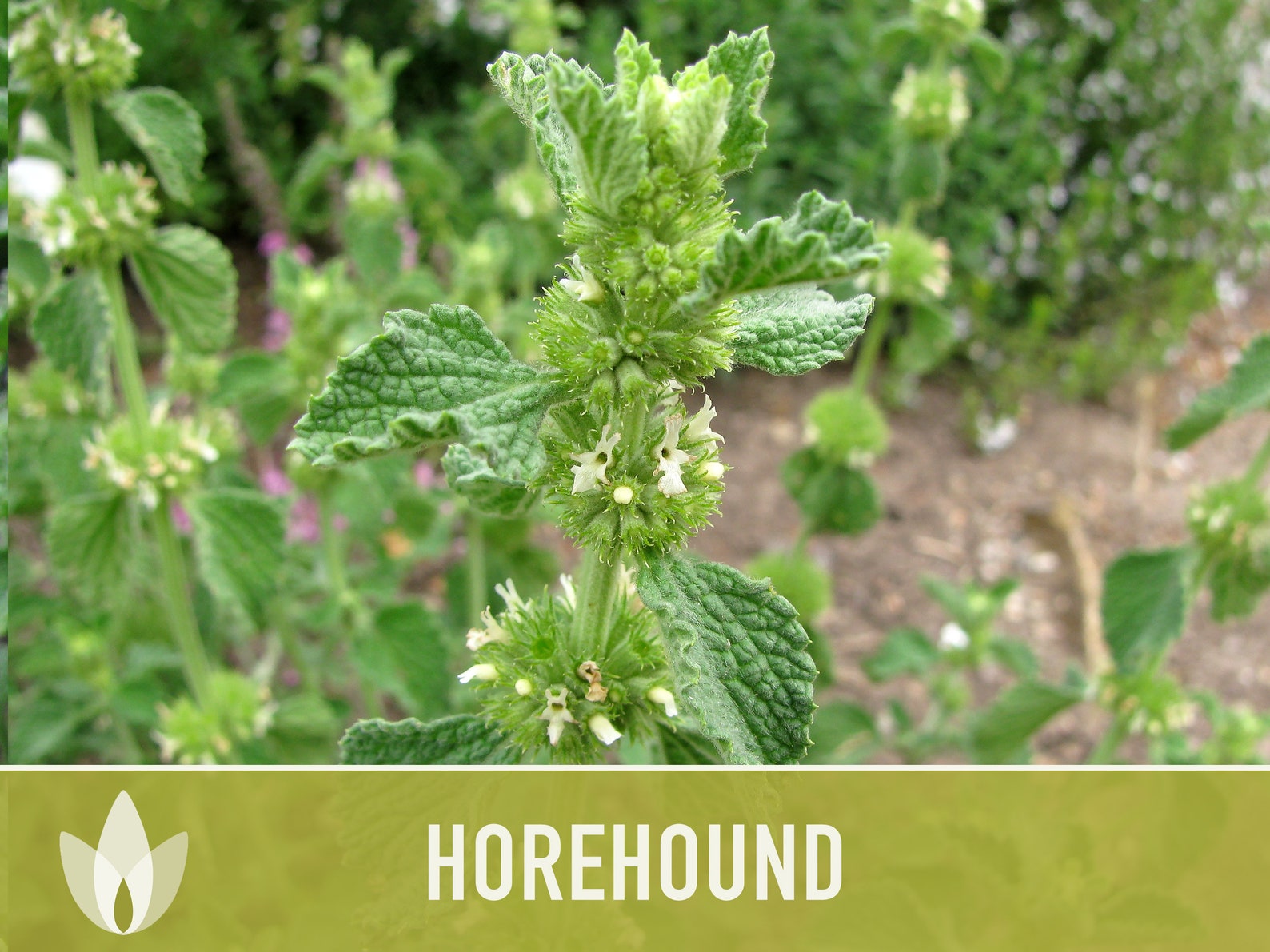 Horehound Medicinal Herb Seeds Seed of Horus Houndsbane - Etsy
