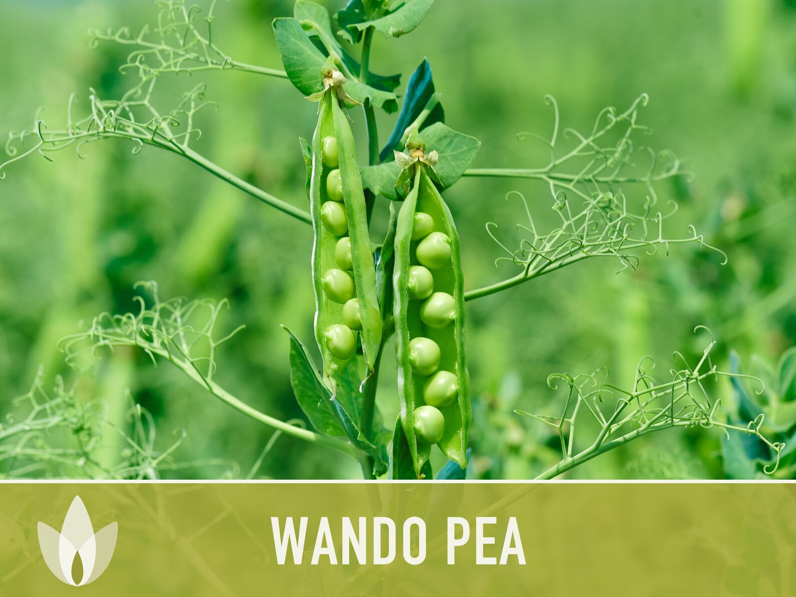 Wando Garden Pea Heirloom Seeds - Etsy