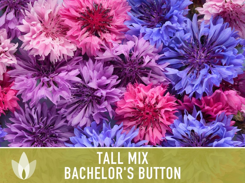 Bachelor's Button Tall Mix Cornflower Heirloom Seeds - Etsy