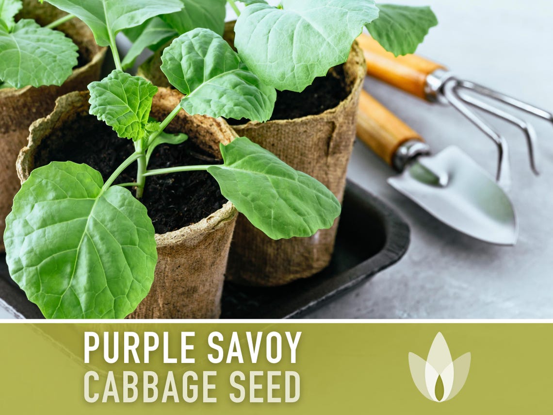 Purple Savoy Cabbage Seeds - Heirloom, Cold Hardy, 150 Seeds - Etsy