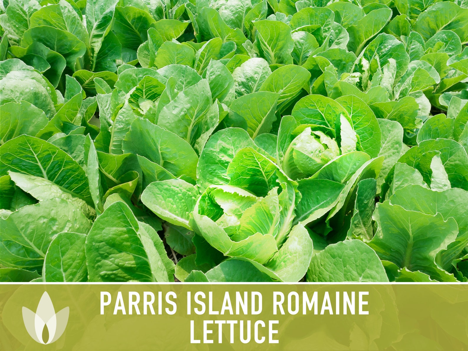 Parris Island Romaine Lettuce Heirloom Seeds - Ceasar Salad, Heat ...