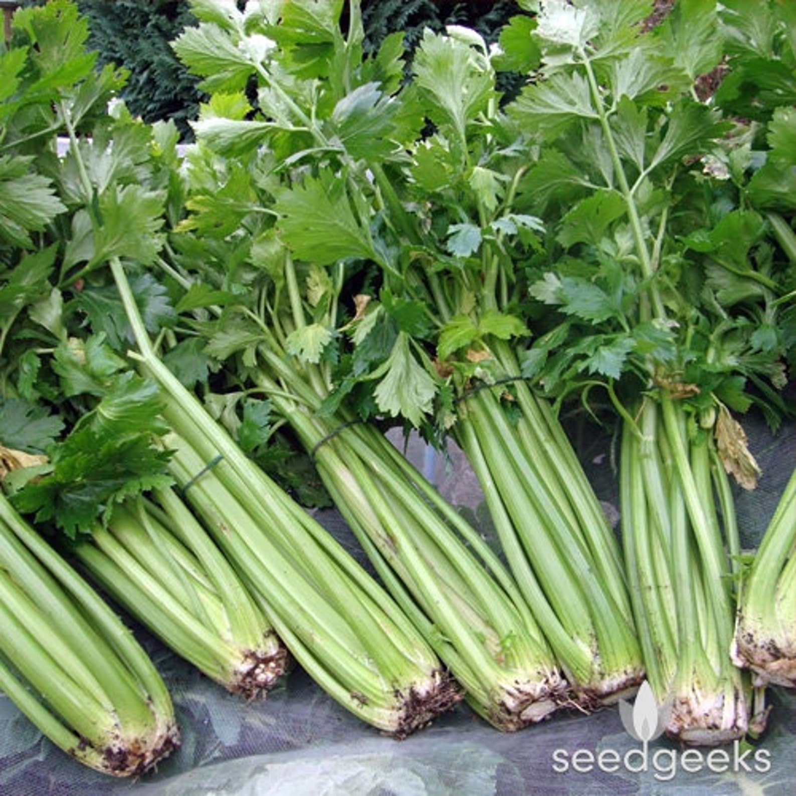 Golden Pascal Celery Heirloom Seeds - Etsy