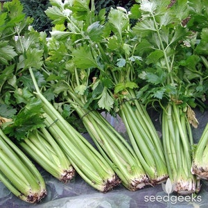 Golden Pascal Celery Heirloom Seeds - Etsy