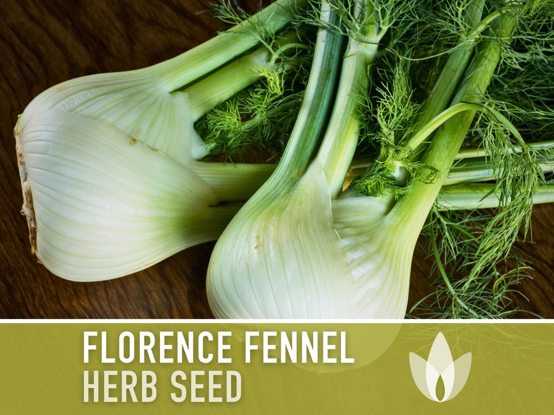 Florence Fennel Heirloom Seeds - Non-gmo, Medicinal Herb, Culinary Herb ...