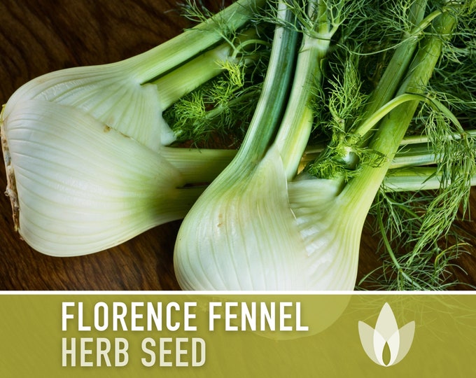 Fennel - Etsy