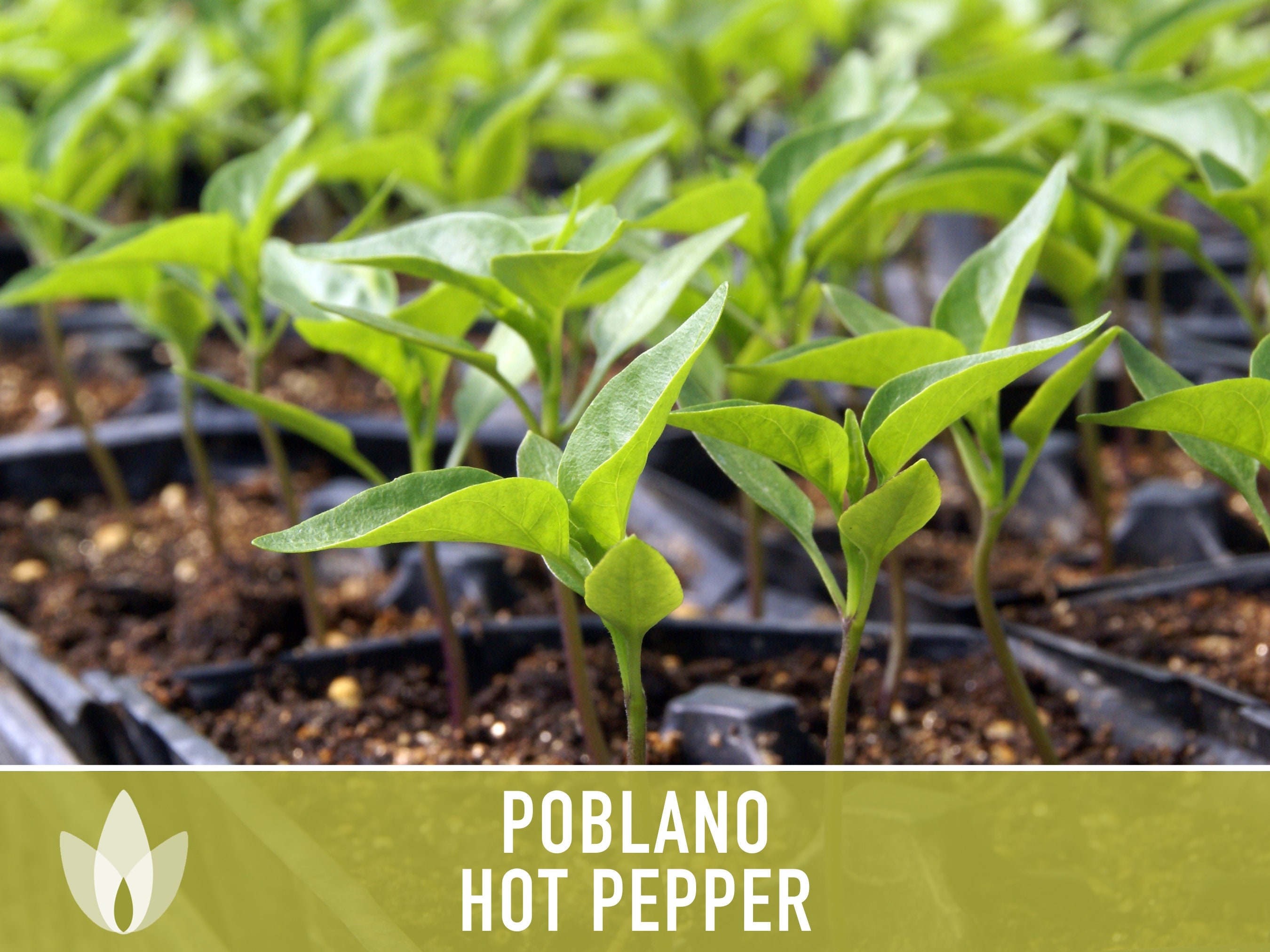 Poblano Seedlings