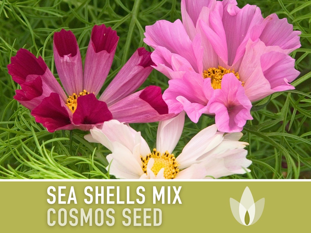 Cosmos, Sea Shells Mix Flower Seeds - Heirloom Seeds, Cut Flowers ...