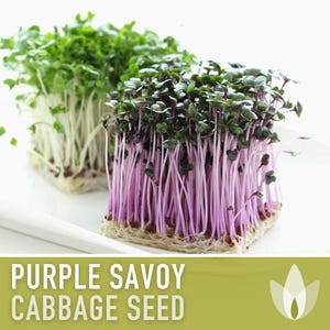 Purple Savoy Cabbage Seeds - Heirloom, Cold Hardy, 150 Seeds - Etsy