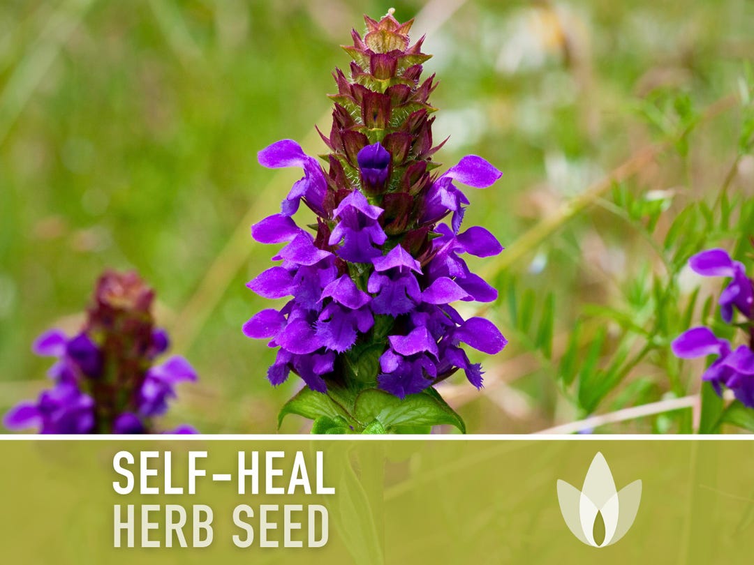 Self Heal Seeds (heal All) - 50 Heirloom Seeds, Medicinal Herb Seed ...