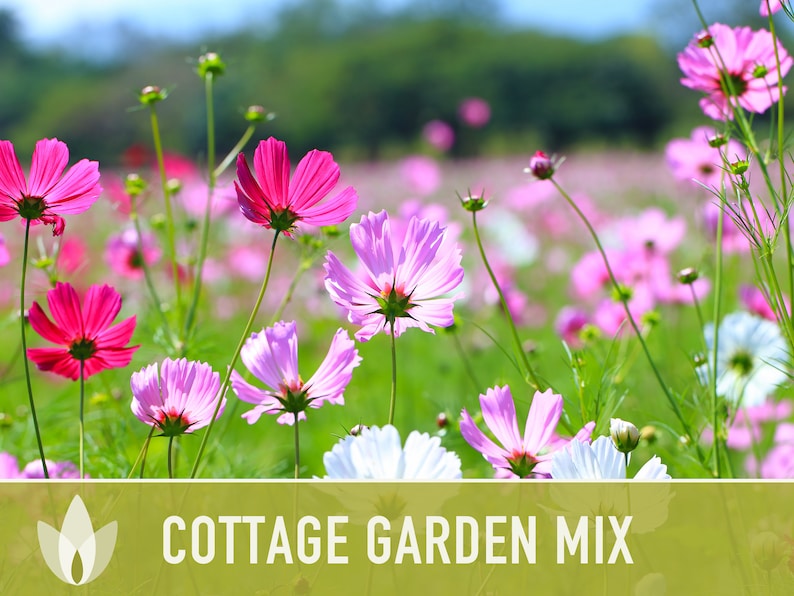 Cottage Garden Wildflower Seed Mix Seed Packets Heirloom - Etsy