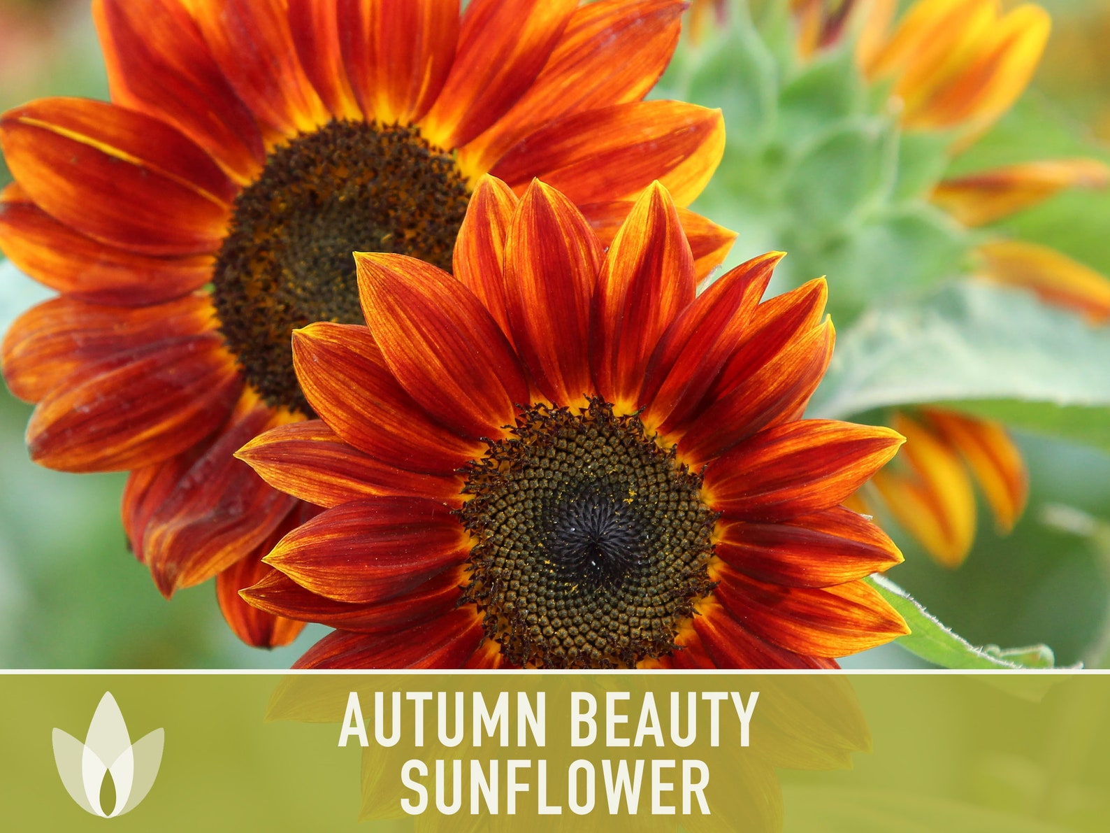 Autumn Beauty Sunflower Seeds Heirloom Seeds Seed Packets - Etsy