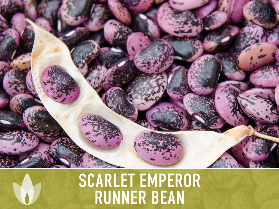 Scarlet Emperor Runner Bean Seeds Heirloom Non-gmo Open - Etsy