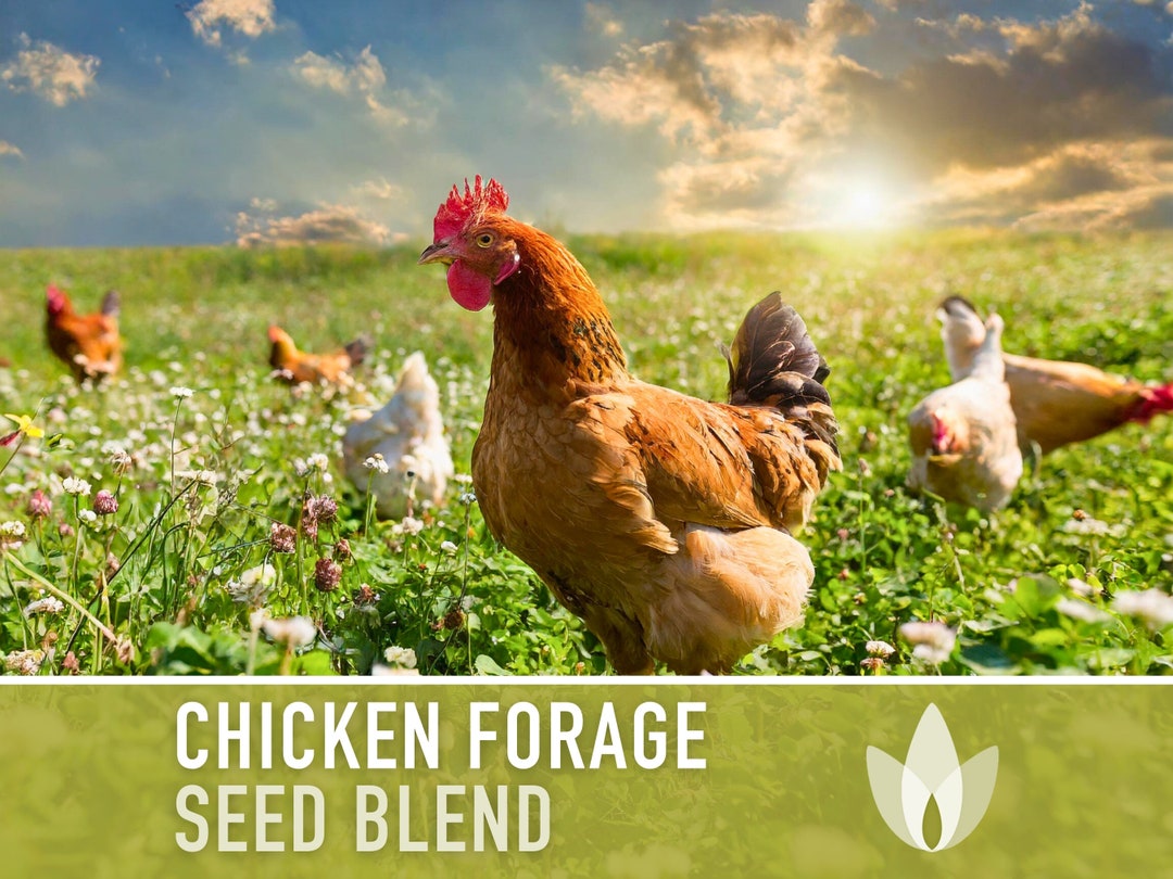 Chicken Forage Blend Heirloom Seeds - 1 Ounce, Omega 3, Backyard ...
