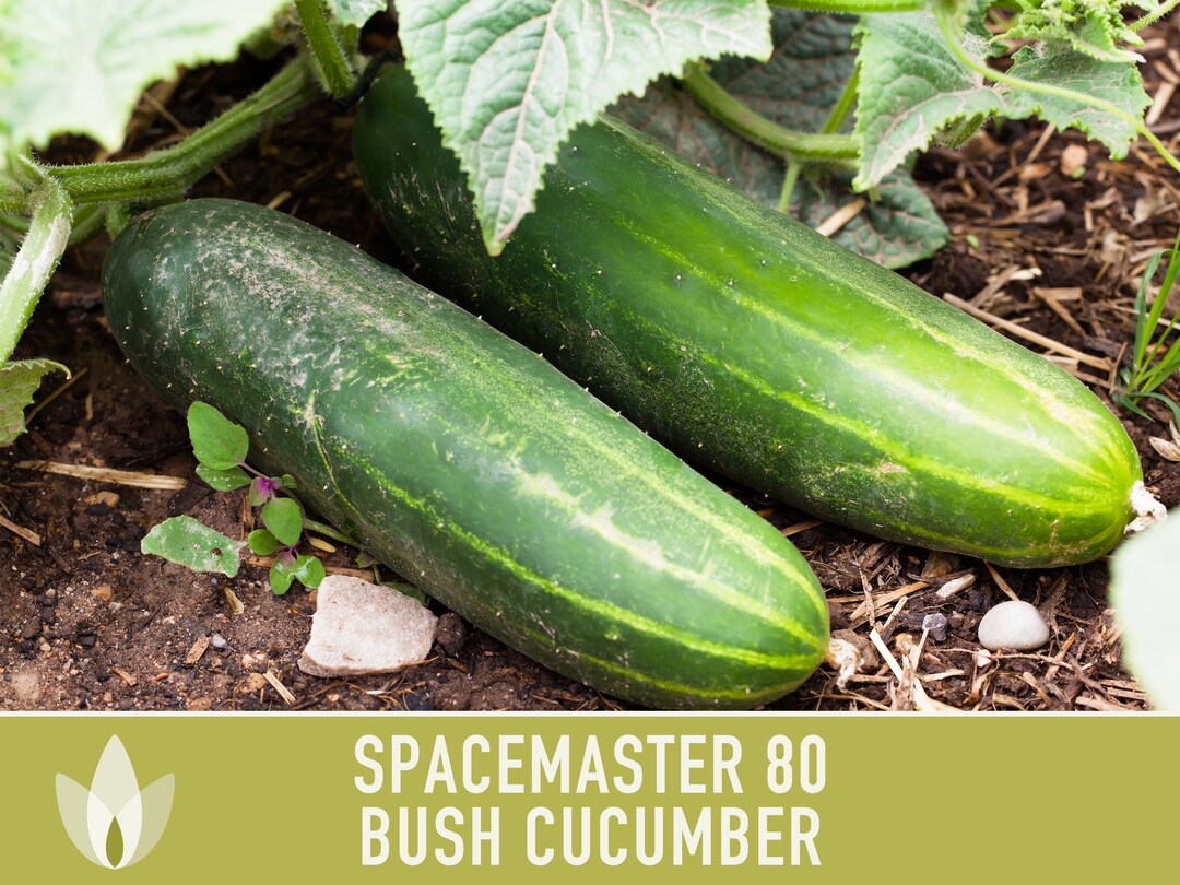 Spacemaster 80 Bush Cucumber Heirloom Seeds - Etsy
