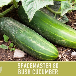 Spacemaster 80 Bush Cucumber Heirloom Seeds - Etsy