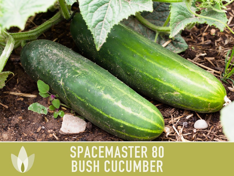 Spacemaster 80 Bush Cucumber Heirloom Seeds - Etsy