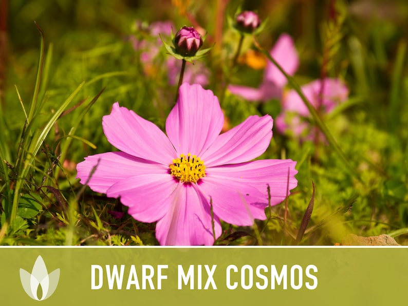 Dwarf Cosmos Flower Seeds, Heirloom Non-gmo, Cut Flowers - Etsy