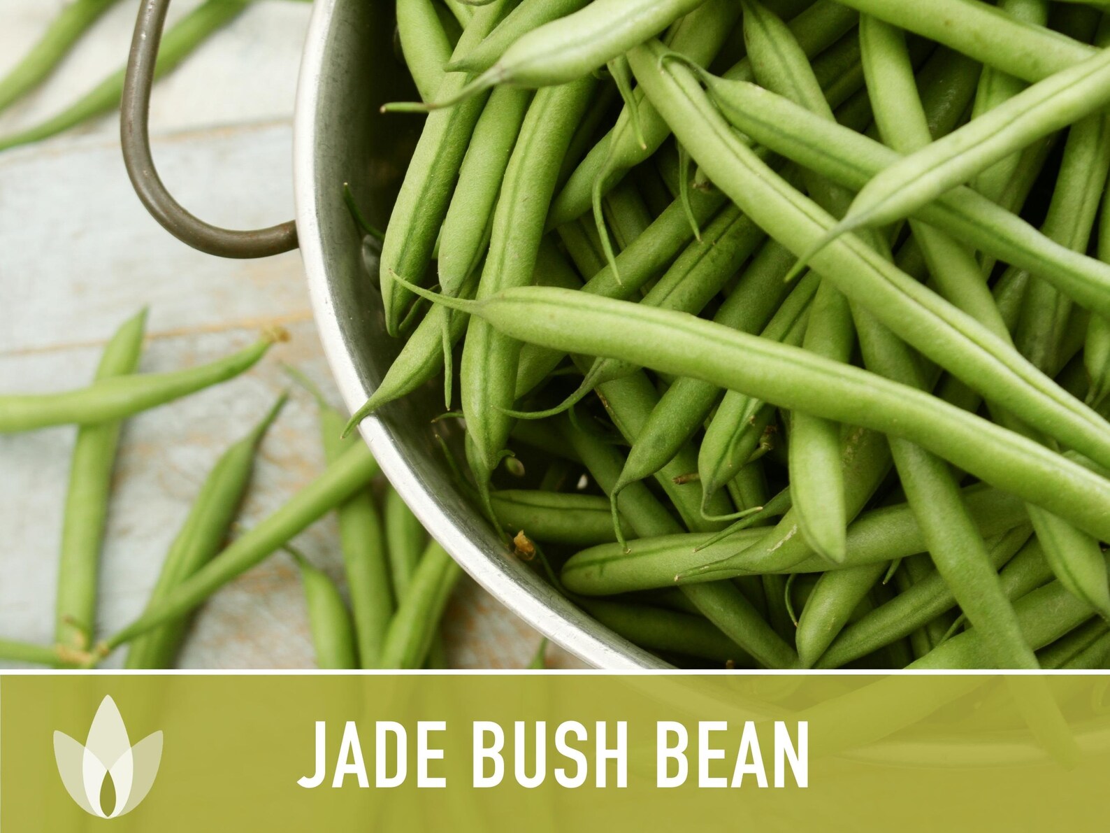 Jade Bush Bean Heirloom Seeds Non-gmo Open Pollinated - Etsy