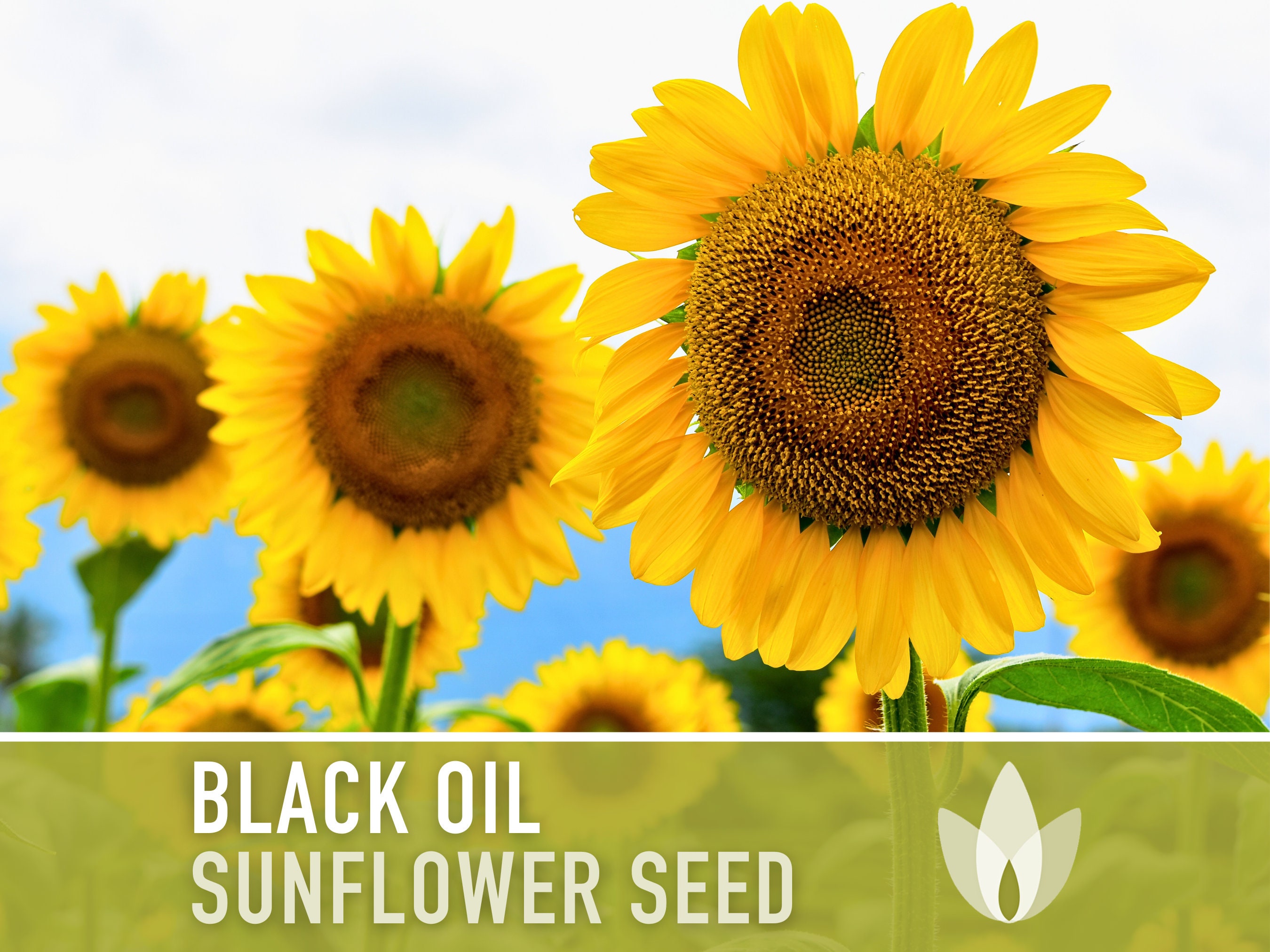 Sunflower Seeds Oil