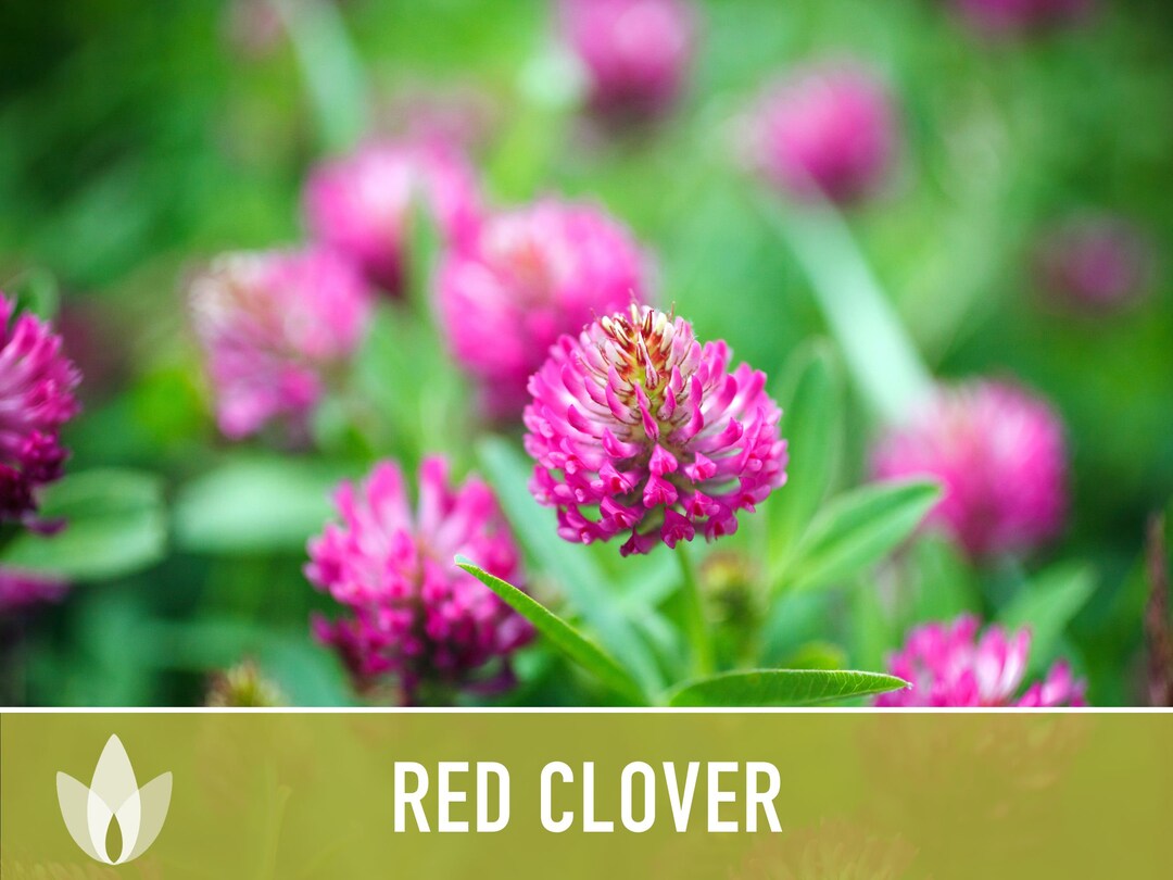 Red Clover Heirloom Seeds 1 Ounce, Over 5000 Seeds, Sprouting Seeds ...