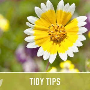 Tidy Tips Flower Seeds - Heirloom Seeds, Southwest Native Flower ...
