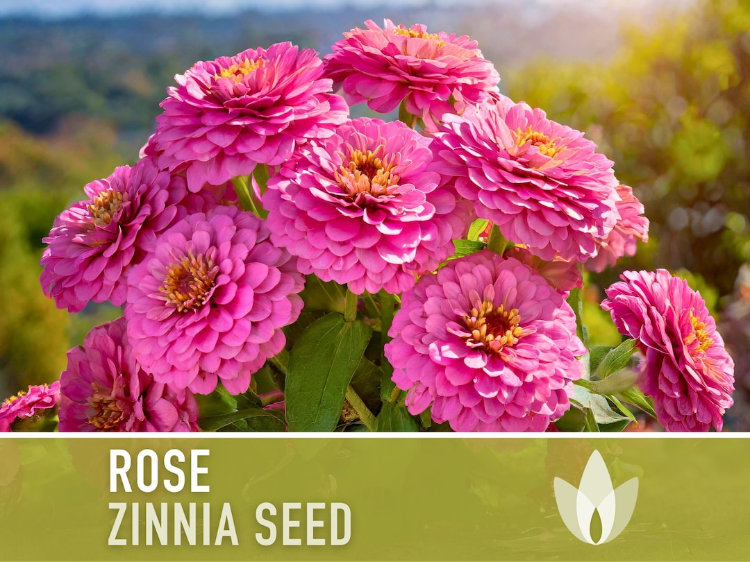 Zinnia, Rose Heirloom Flower Seeds - Cut Flowers, Bouquet Flowers, Pink ...