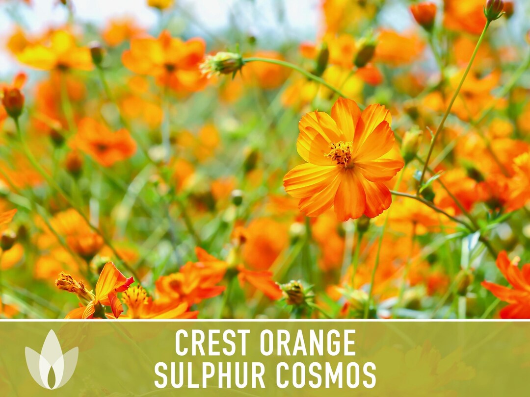 Sulphur Cosmos Seeds Crest Orange Heirloom Flower Seeds - Etsy