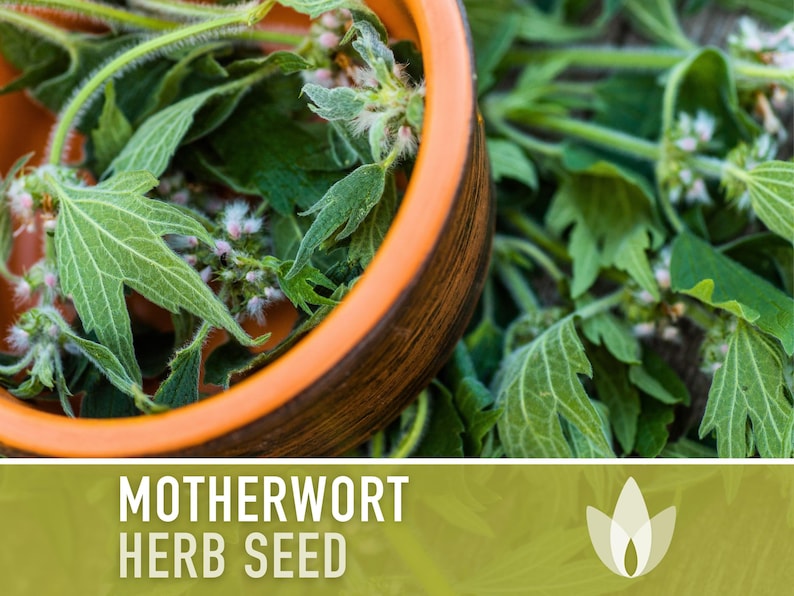Motherwort Herb Seeds - Heirloom, Medicinal, Ornamental, Non-gmo - Etsy