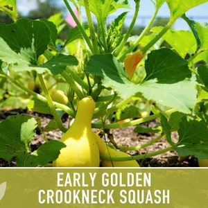 Early Golden Crookneck Summer Squash Heirloom Seeds - Prolific, Buttery ...