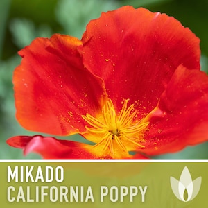 Mikado California Poppy Heirloom Seeds - Flower Seeds, Cool Weather ...