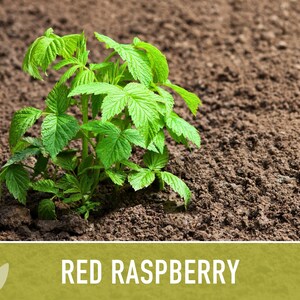 Red Raspberry, European Raspberry Seeds - Heirloom Seeds, Open ...