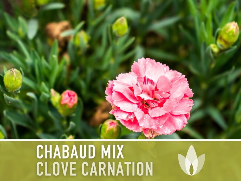 Chabaud Clove Carnation Seeds | 25+ Seeds, Heirloom Fragrant Flowers ...
