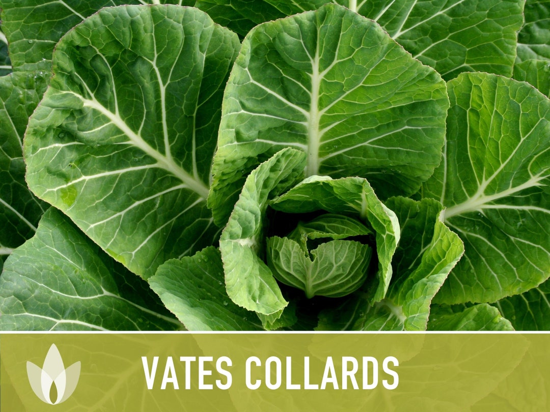 Vates Collards Heirloom Seeds - Etsy