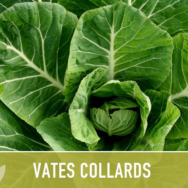 Flash Collard Greens - Etsy