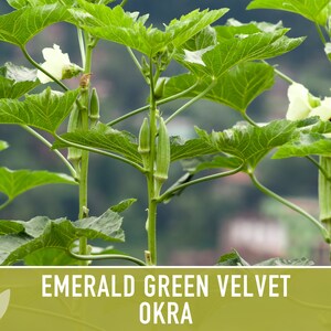 Emerald Green Velvet Okra Seeds Heirloom Seeds Open - Etsy