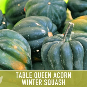 Table Queen Acorn Winter Squash Heirloom Seeds - Short Season, Buttery ...