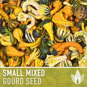 Small Mixed Gourd Seeds - Heirloom Seeds, Perennial, Desert Native ...