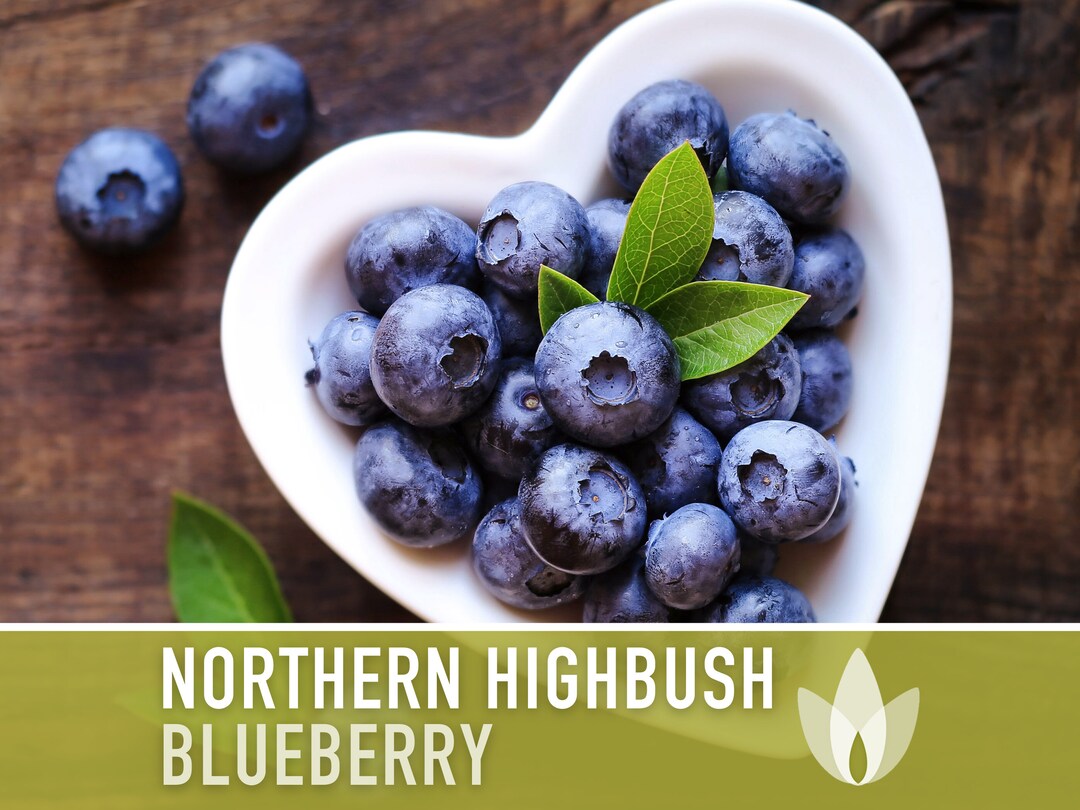 Northern Highbush Blueberry Seeds, Heirloom Variety, 50+ Seeds - Etsy