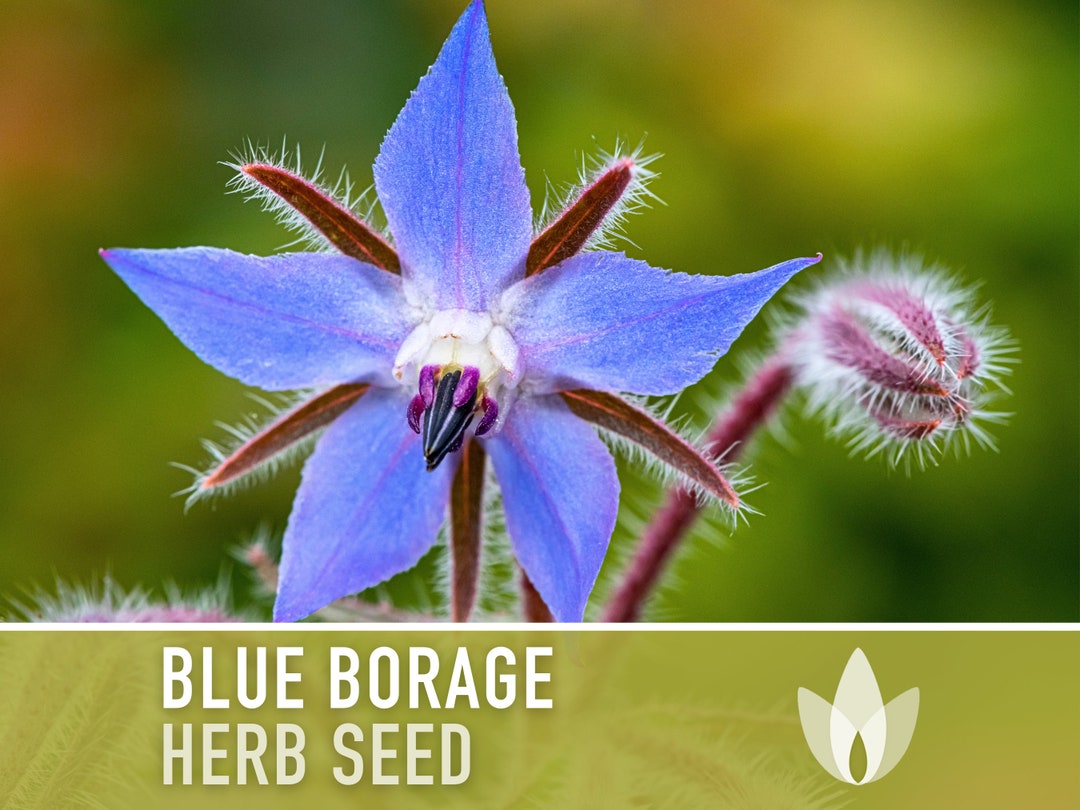 Borage Heirloom Seeds - Adored by the Bees! - Non-gmo, Open Pollinated, Untreated - Etsy