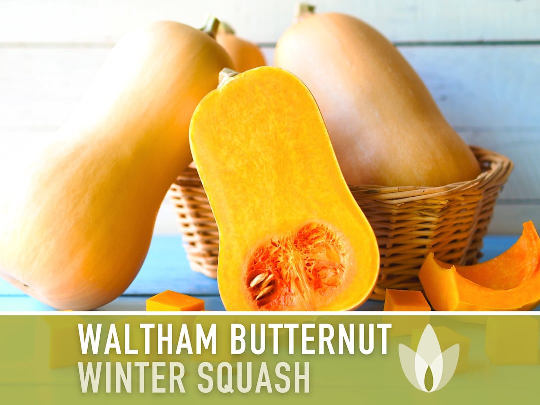 Waltham Butternut Winter Squash Heirloom Seeds - Sweet Flavor, Solid ...