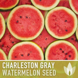 Charleston Gray Watermelon Seeds – Heirloom, Super Sweet Red Flesh - Etsy