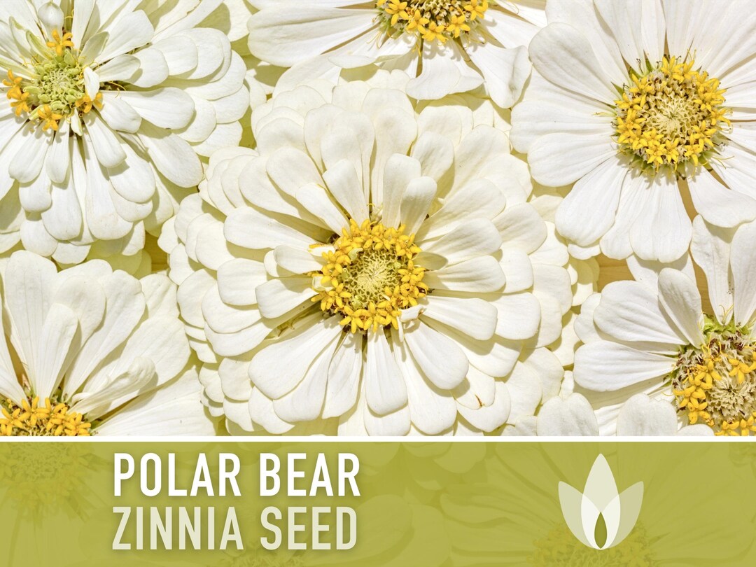 Zinnia, Polar Bear White Heirloom Seeds Flower Seeds, Cut Flowers ...