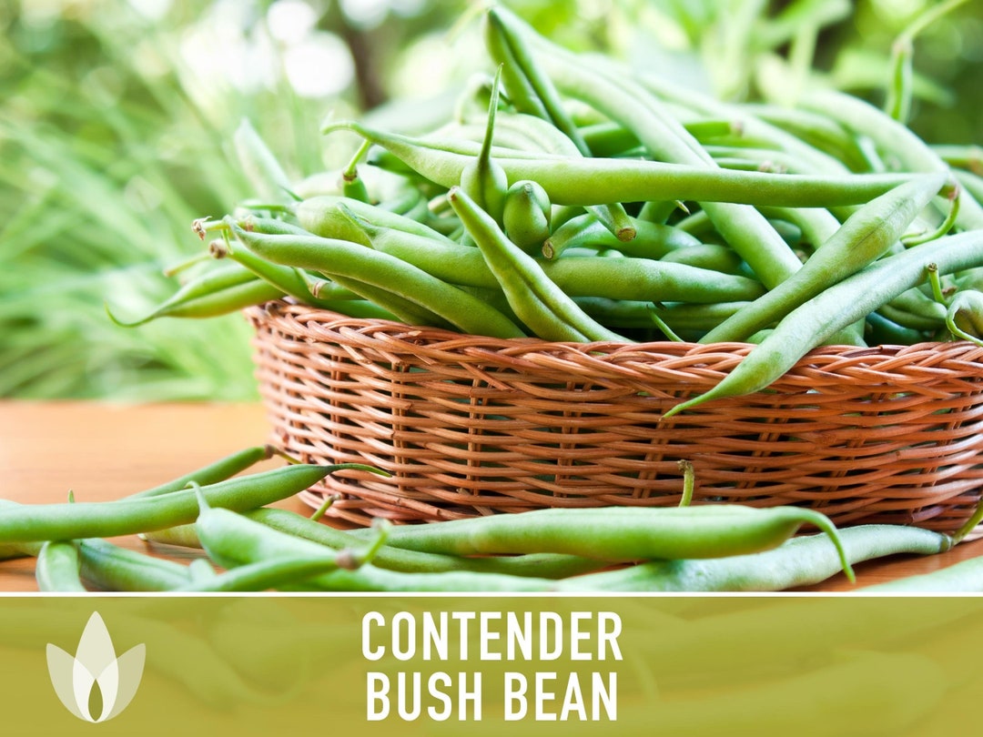 Contender Bush Bean Seeds Heirloom Stringless Open - Etsy
