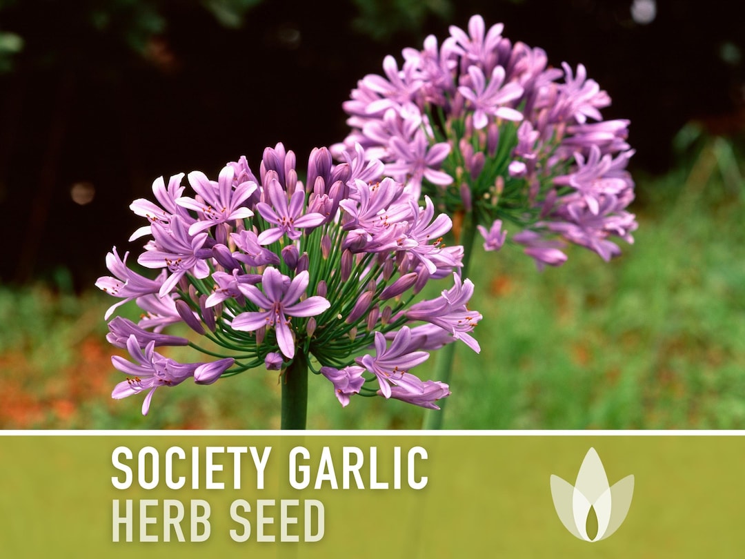 Society Garlic Seeds Heirloom Seeds, Culinary Herb Seeds, Tulbaghia ...