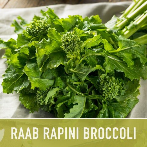 Broccoli Raab Spring RAAB Heirloom Seeds 50 - Etsy